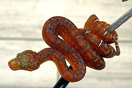 CB Red Emerald Tree Boa Female Baby (REB08) Northern Emerald Tree Boa ...