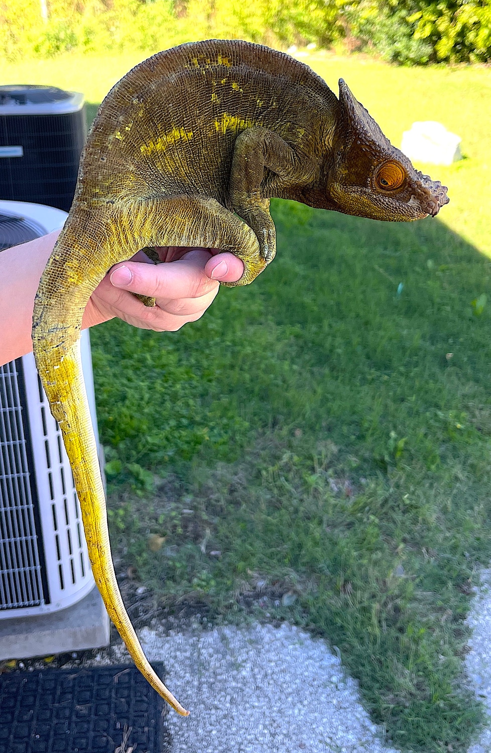 Yellow Giant Pair Parson's Chameleon by Reptile Pets Direct - MorphMarket