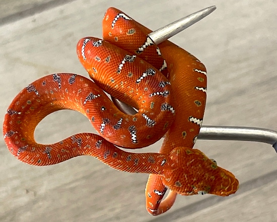 Red Emerald Tree Boa Baby Female (Betb022) Northern Emerald Tree Boa by ...