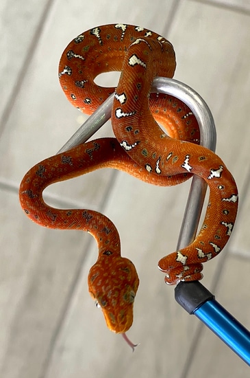 Red Emerald Tree Boa Baby Male (Betb025) Northern Emerald Tree Boa by ...