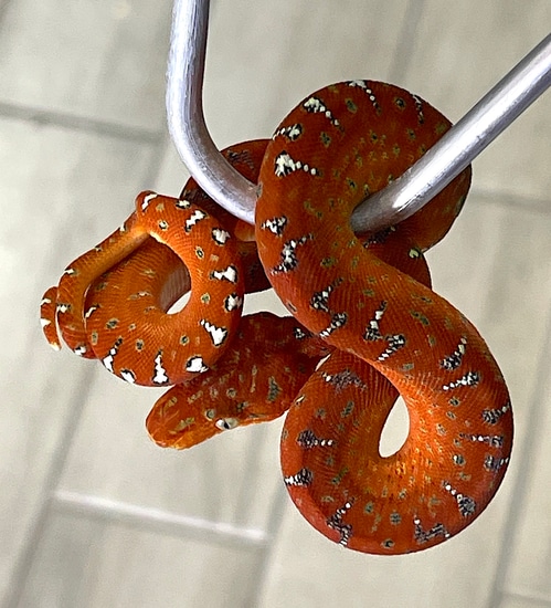 Red Emerald Tree Boa Baby Female (Betb022) Northern Emerald Tree Boa by ...