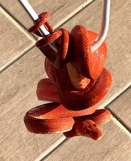 Red Calico Suriname Amazon Tree Boa Adult Male by Reptile Pets Direct
