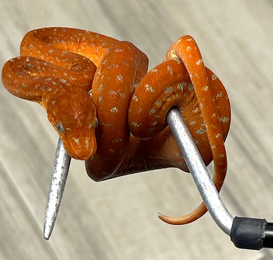 Red Anaconda Phase Emerald Tree Boa Baby Female (RPB02) Northern ...