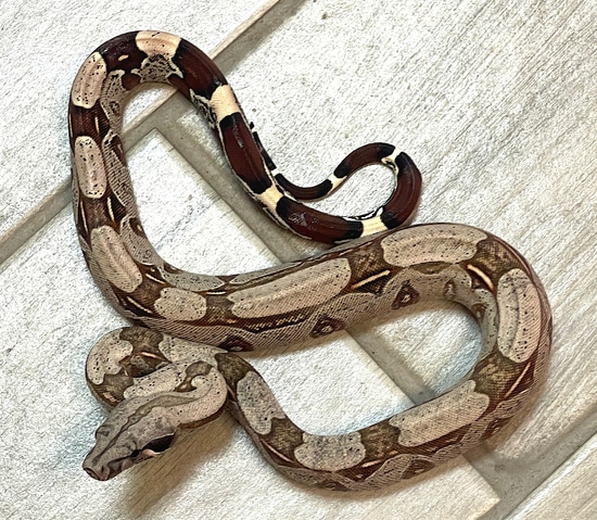 Guyana Red Tail Boa Baby Female (GRTBB01) True Red-Tailed Boa ...
