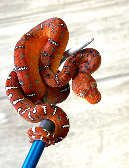 Red Emerald Tree Boa Baby Female (RETBB01) Northern Emerald Tree Boa by ...