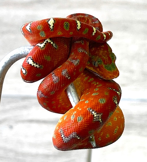 CB Red Emerald Tree Boa Female Baby (REB05) Northern Emerald Tree Boa ...