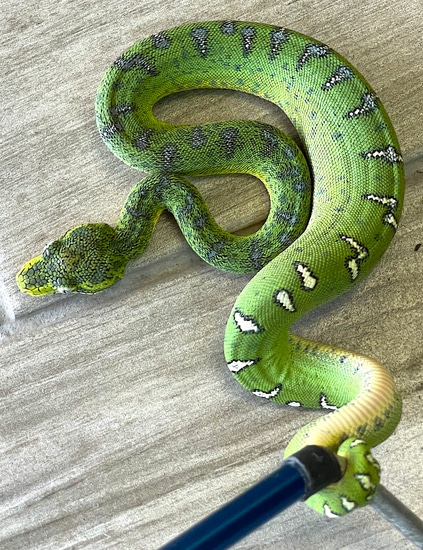 CB Emerald Tree Boa Male Baby Green (GBE01) Northern Emerald Tree Boa ...