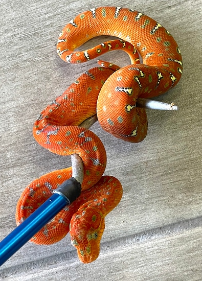 CB Red Emerald Tree Boa Female Baby (REB02) Northern Emerald Tree Boa ...