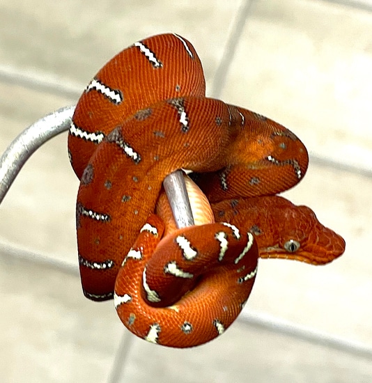 Red Emerald Tree Boa Baby Feale (RETBB04) Northern Emerald Tree Boa by ...