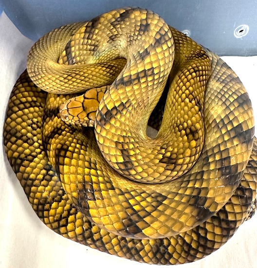 Sorong Barneck Scrub Python (SBBN01) by Reptile Pets Direct