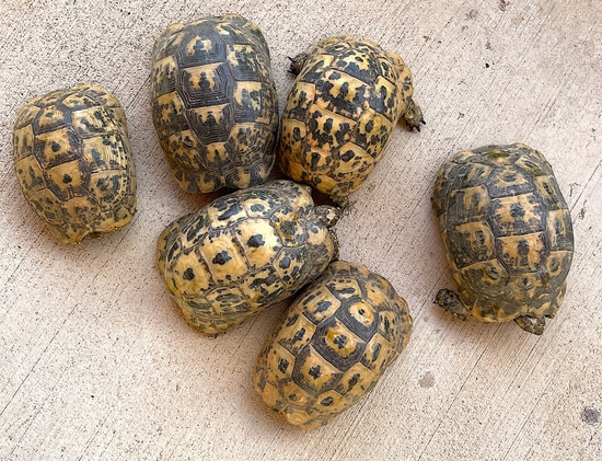 Libyan Greek Tortoise Females by Reptile Pets Direct
