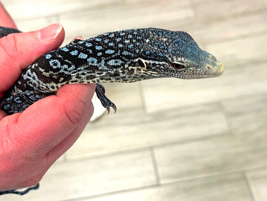 Blue Tree Monitor Pair (BTMP01) by Reptile Pets Direct