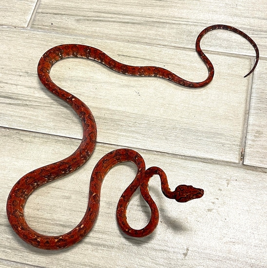 Red Calico Amazon Tree Boa Female (RATB01) by Reptile Pets Direct