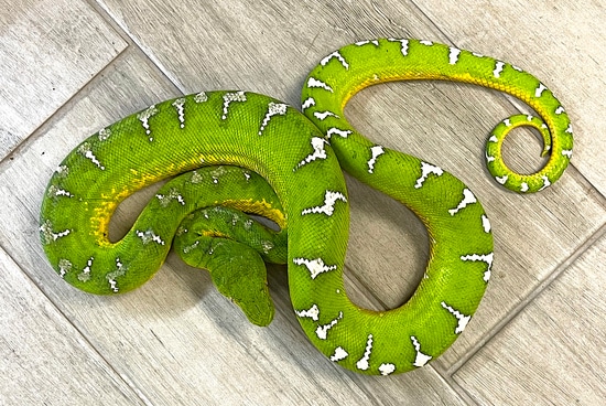 Emerald Tree Boa Male (ETBM027) Northern Emerald Tree Boa by Reptile ...