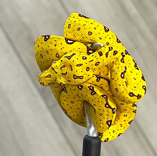 Yellow Biak Green Tree Python Male (YBGTP2) by Reptile Pets Direct