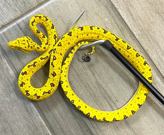 Yellow Biak Green Tree Python Female (YBGTP5) by Reptile Pets Direct