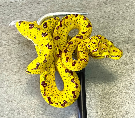 Yellow Biak Green Tree Python Male (YBGTP3) by Reptile Pets Direct