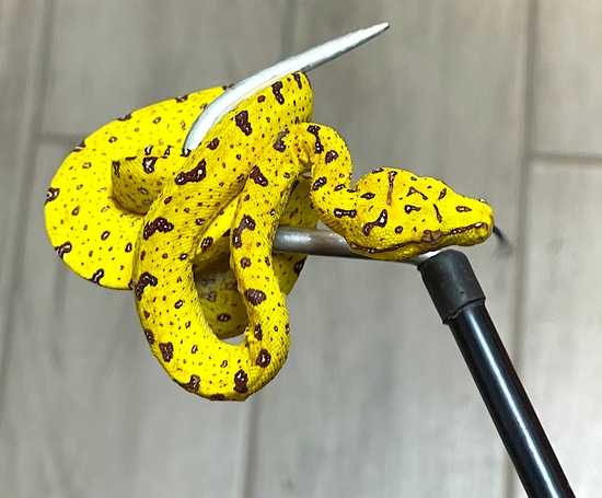 Yellow Biak Green Tree Python Male (YBGTP6) by Reptile Pets Direct