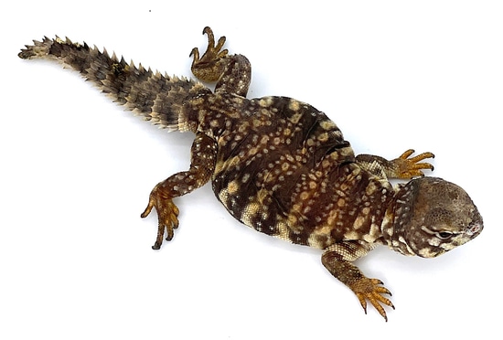 Orange Banded Uromastyx Female (Uromastyx Dispar Flavifasciata) (OBUF05 ...
