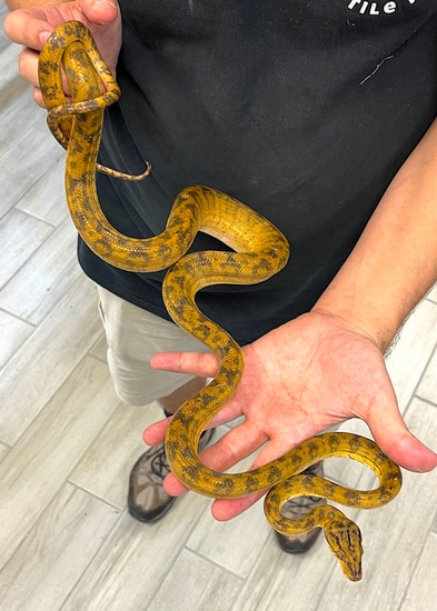 Jaguar Calico Amazon Tree Boa Male (MATB21) by Reptile Pets Direct