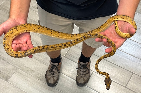 Yellow Amazon Tree Boa Female (FATB34 by Reptile Pets Direct