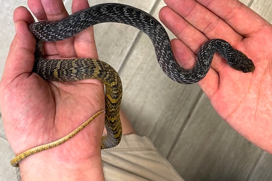 CBB Yellow Tail Cribo Cribo & Indigo Snakes by Reptile Pets Direct