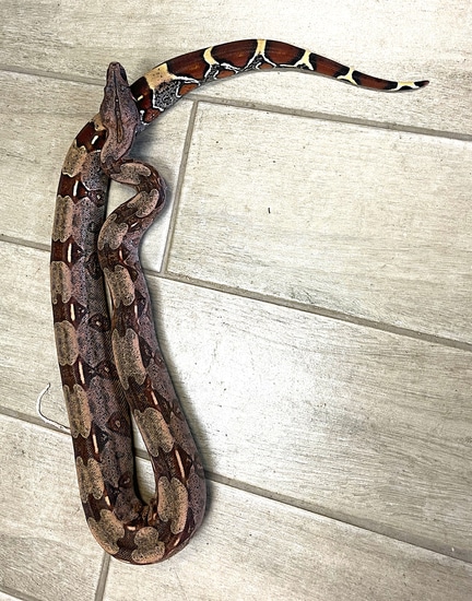 Guyana Red Tail Boa Female (GRTBF024) True Red-Tailed Boa Constrictor ...