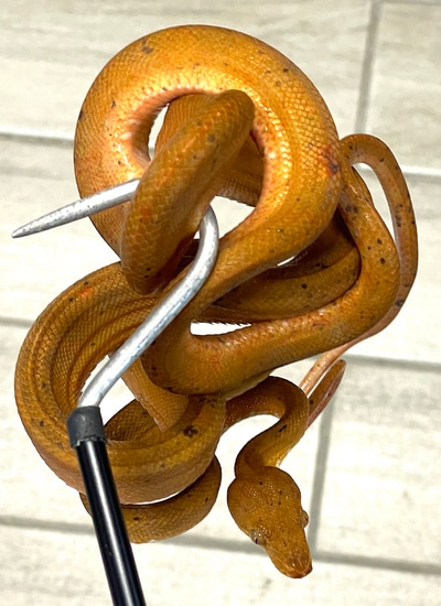 Yellow Amazon Tree Boa Male (MATB41) by Reptile Pets Direct