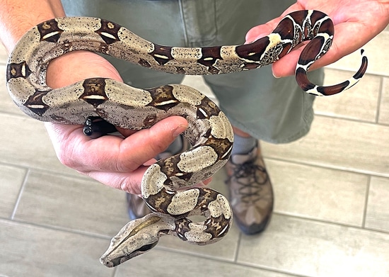 Guyana Red Tail Boa Female (RTF33) True Red-Tailed Boa Constrictor by ...
