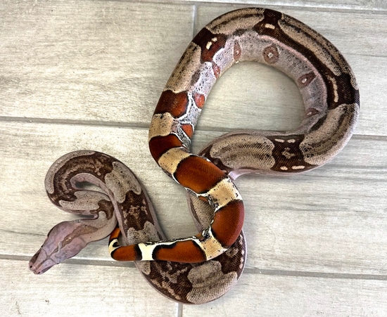 High Red Guyana Red Tail Boa Female (HRGRTB01) True Red-Tailed Boa ...