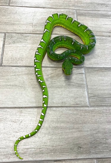Emerald Tree Boa Female High White High Yellow (ETBF57) Northern ...