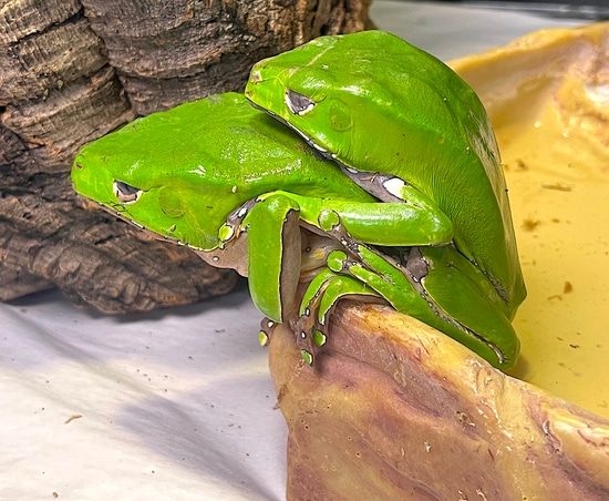 Gaint Waxy Monkey Frogs Monkey Tree Frog by Reptile Pets Direct