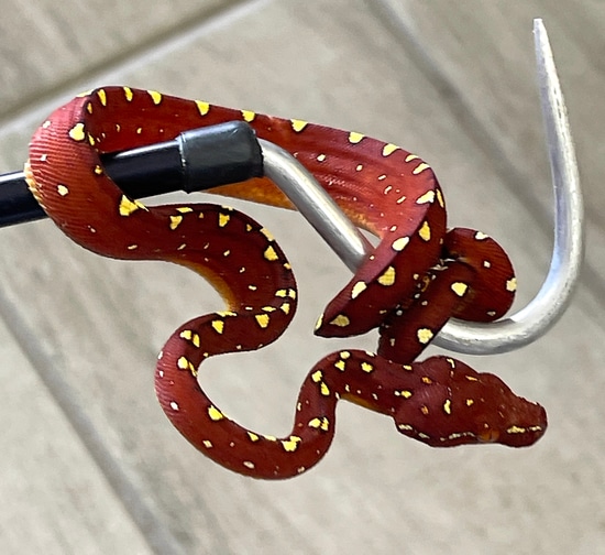 Red Biak Green Tree Python Male (RBGTP12) by Reptile Pets Direct