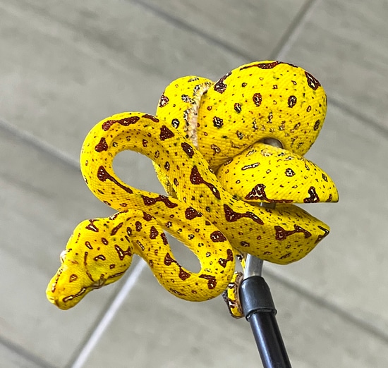 Yellow Biak Green Tree Python Female (YBGTP14) by Reptile Pets Direct