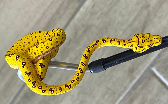 Yellow Biak Green Tree Python Male (YBGTP15) by Reptile Pets Direct