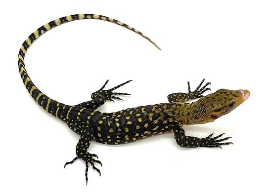 Yellow Monitor Other Monitor by Reptile Pets Direct