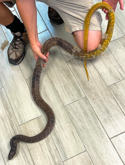 Yellow Tailed Cribo Cribo & Indigo Snakes by Reptile Pets Direct