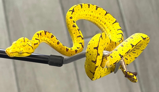 Sorong Green Tree Python Male (SGTP22) by Reptile Pets Direct