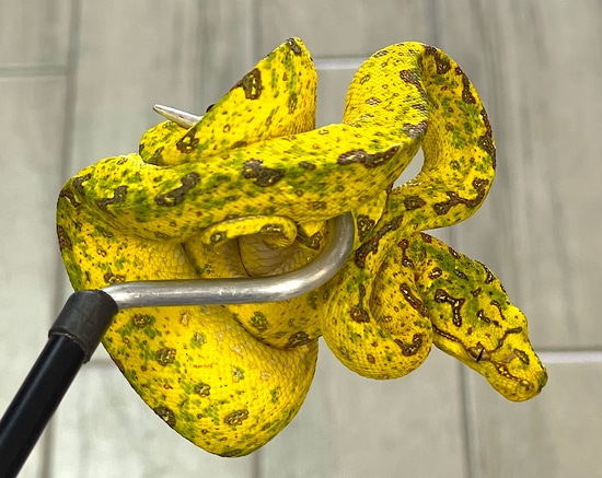 Biak Green Tree Python (BGTP35) by Reptile Pets Direct