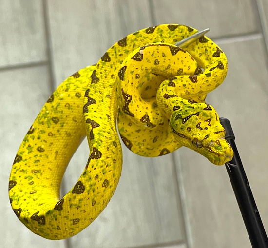 Biak Green Tree Python (BGTP37) by Reptile Pets Direct