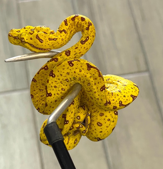 Biak Green Tree Python (BGTP38) by Reptile Pets Direct