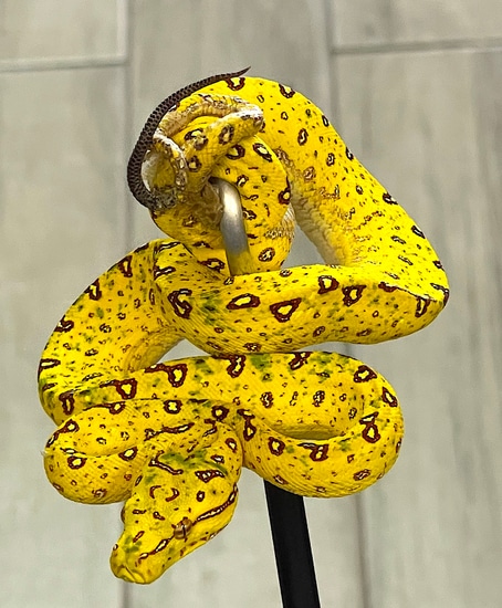 Biak Green Tree Python (BGTP39) by Reptile Pets Direct