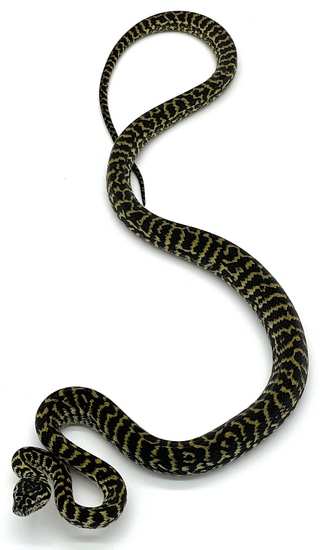 Zebra Jungle Het Albino Carpet Python Male (Cpza8) Jungle Carpet Python ...