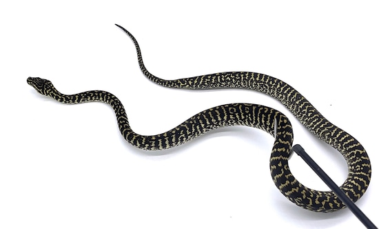 Zebra Jungle Het Albino Carpet Python Male (Cpza12) Jungle Carpet ...