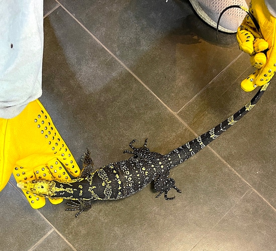 Yellow-headed Water Monitor Female (Varanus Cumingi) by Reptile Pets Direct