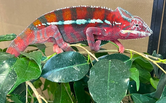 Red Body Blue Bar Ambilobe Panther Chameleon (RBBB02) by Reptile Pets ...