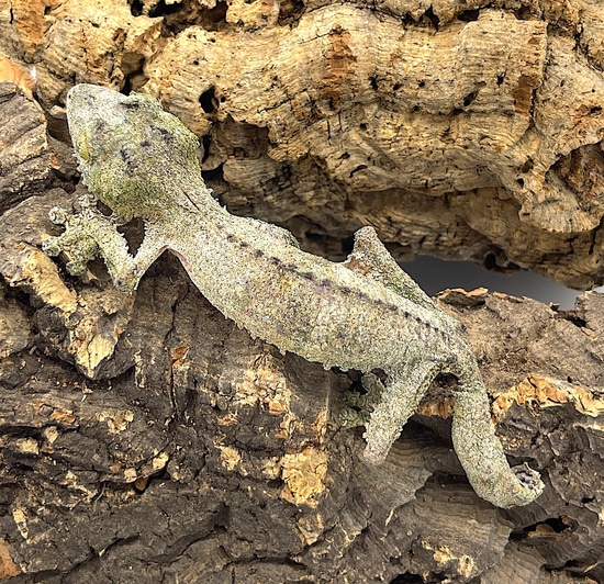 Mossy Leaf Tail Gecko Female (U. Sikorea) (MUS10) Leaf-Tailed Gecko by ...