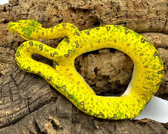 Biak Green Tree Python (BGTP105) by Reptile Pets Direct