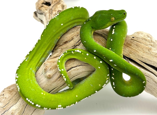 Aru Green Tree Python Female (AGTPF12) by Reptile Pets Direct