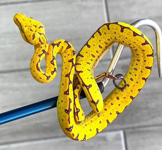 Sorong Green Tree Python (SGTP11) by Reptile Pets Direct